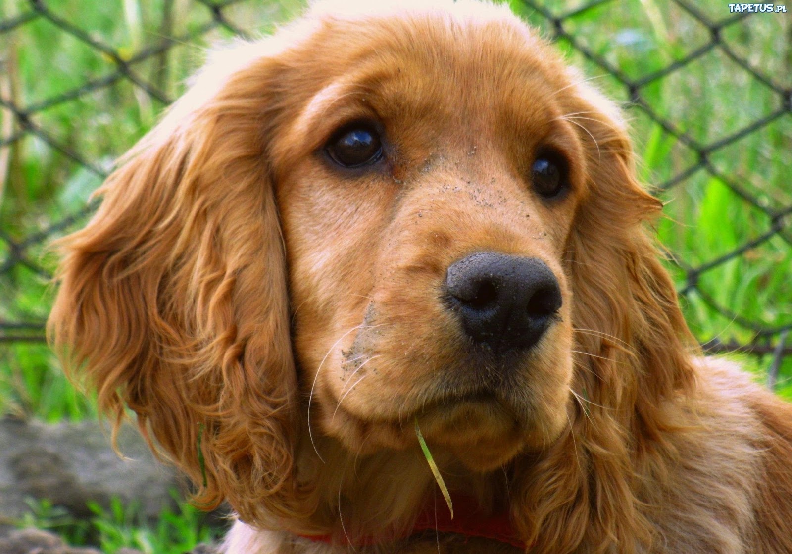 RAZAS DE PERROS: El Cocker Spaniel