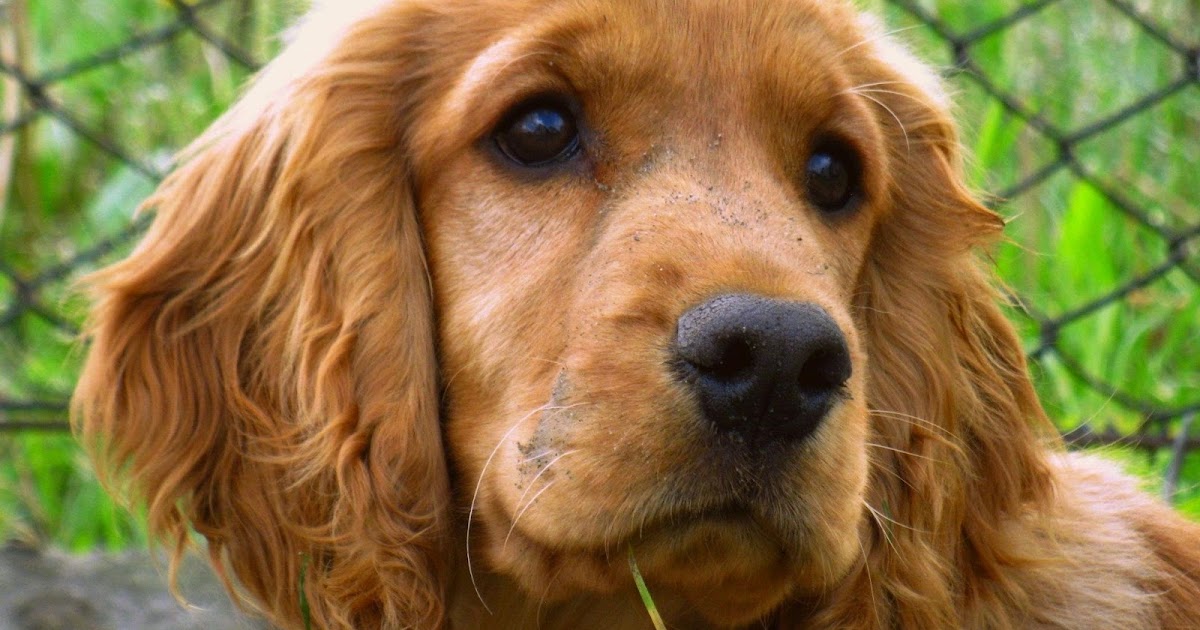 RAZAS DE PERROS: El Cocker Spaniel