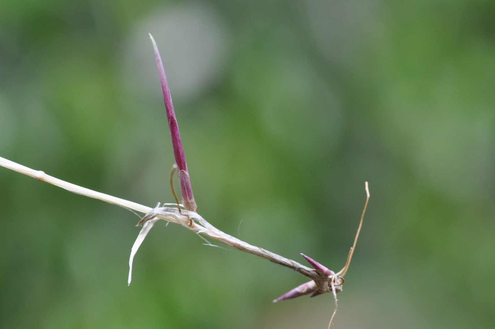 California Botany Blog: Ramets in Poa sierrae