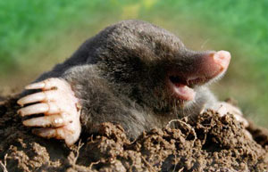 Zoologia recreativa (XIX). El talp