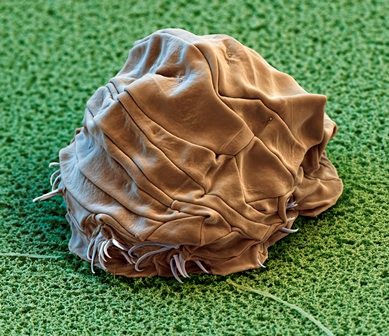 Rosa Rubicondior: Tardigrades Shock For Creatards