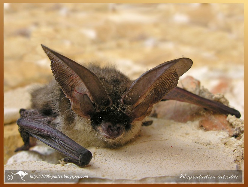 WILDLIFE GATEWAY: L'Oreillard septentrional