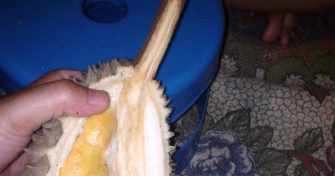 Waryo Durian: Durian Musangking di Doro Pekalongan