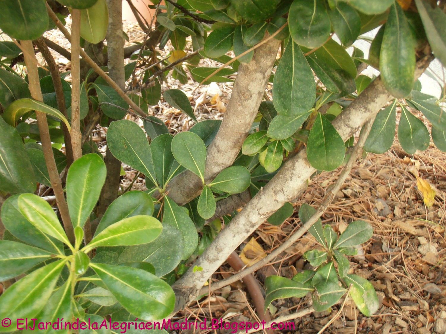 El jardín de la alegría : Pittosporum, un género con muchas especies ...