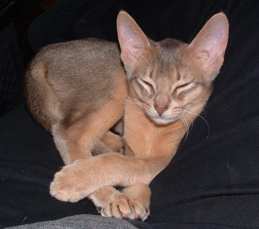 Cute Funny Animalz: Funny Abyssinian Cats New Pictures 2012