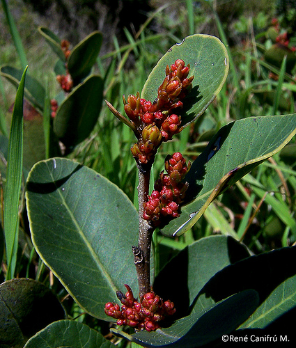 Crecer en Unión: Frutos de Litre