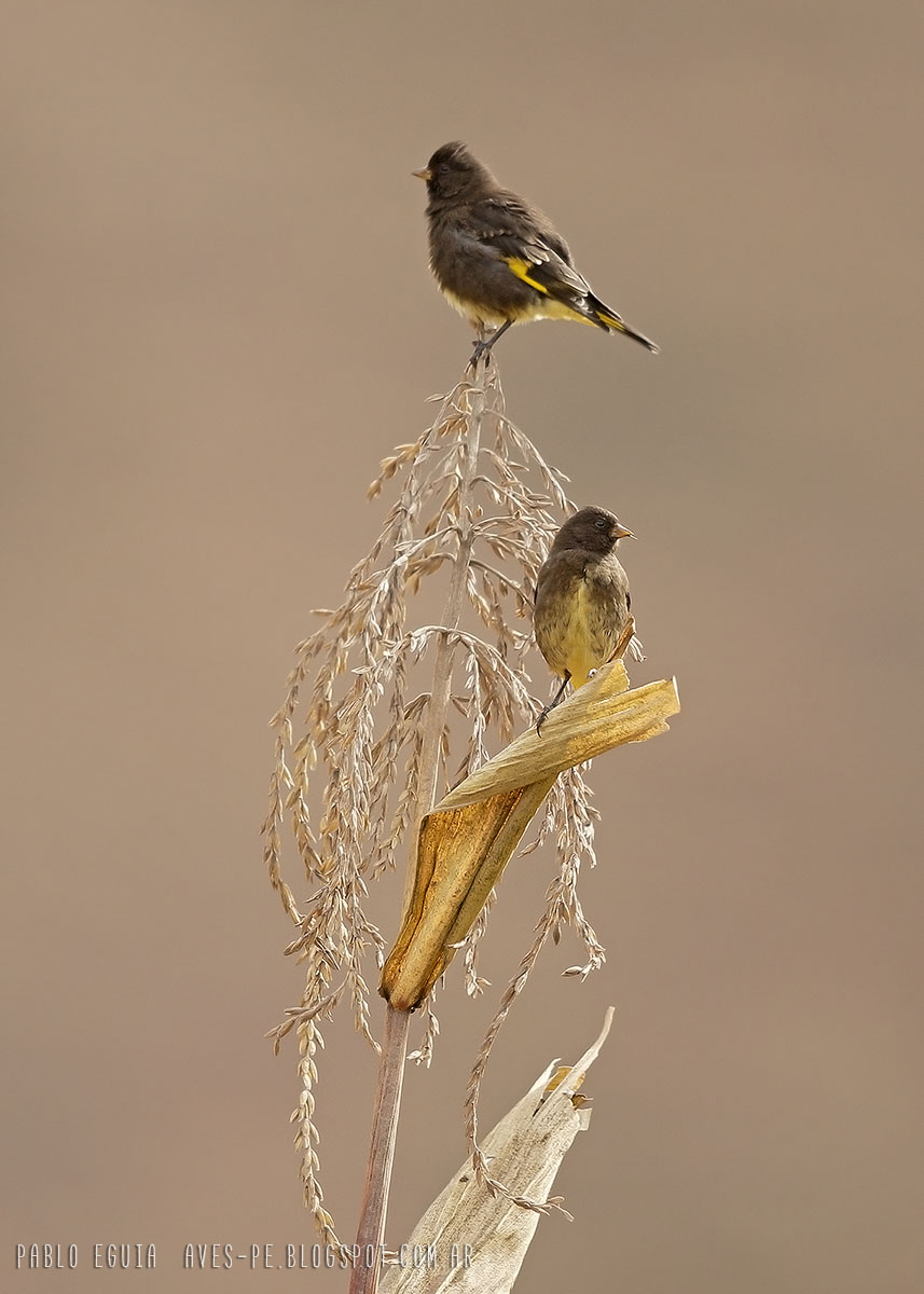 mis fotos de aves: Spinus atratus Negrillo Black Siskin