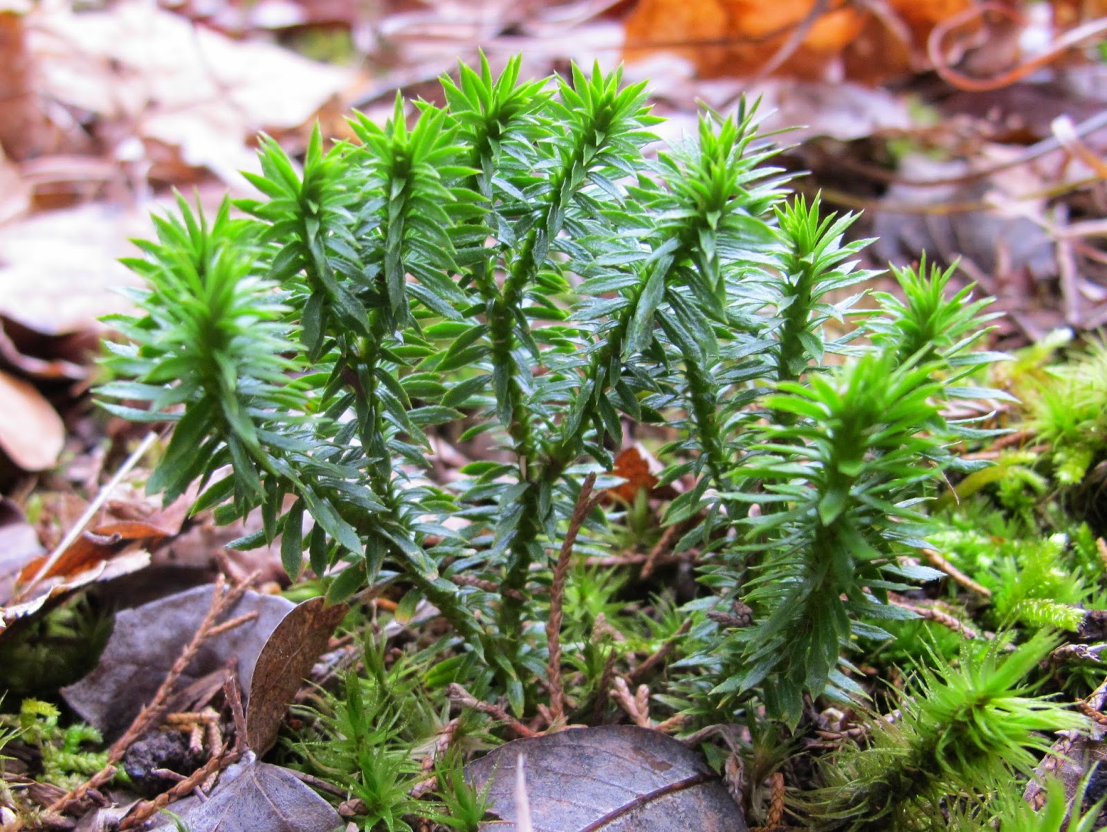 Label Club Moss