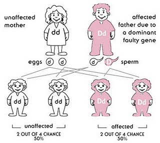 Biology Terms: chapter 11- Pattern of Inheritance