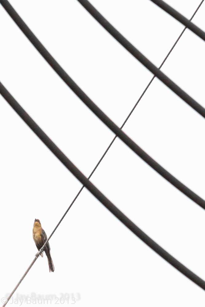 366 Project. Jay Baum. Photography.