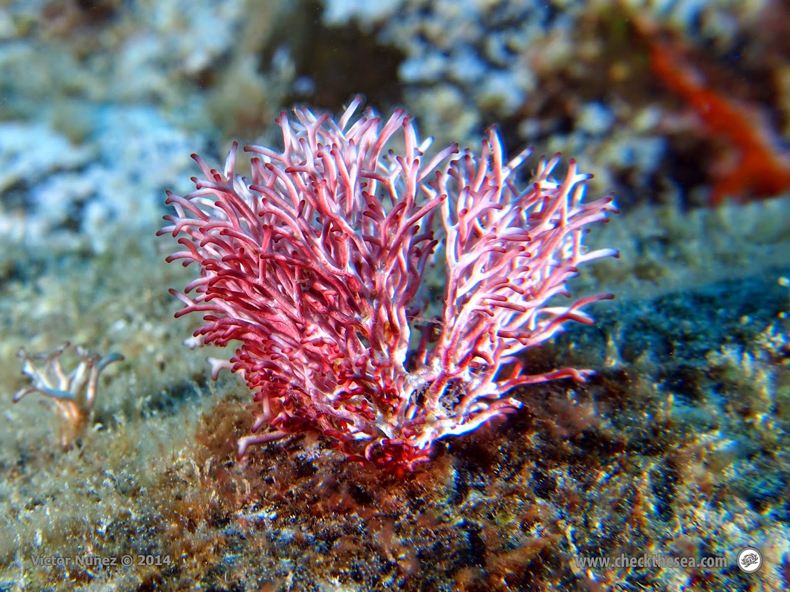 Check the Sea. Web de buceo y fotografía submarina de las Islas Canarias: ALGA ROJA LIAGORA ...
