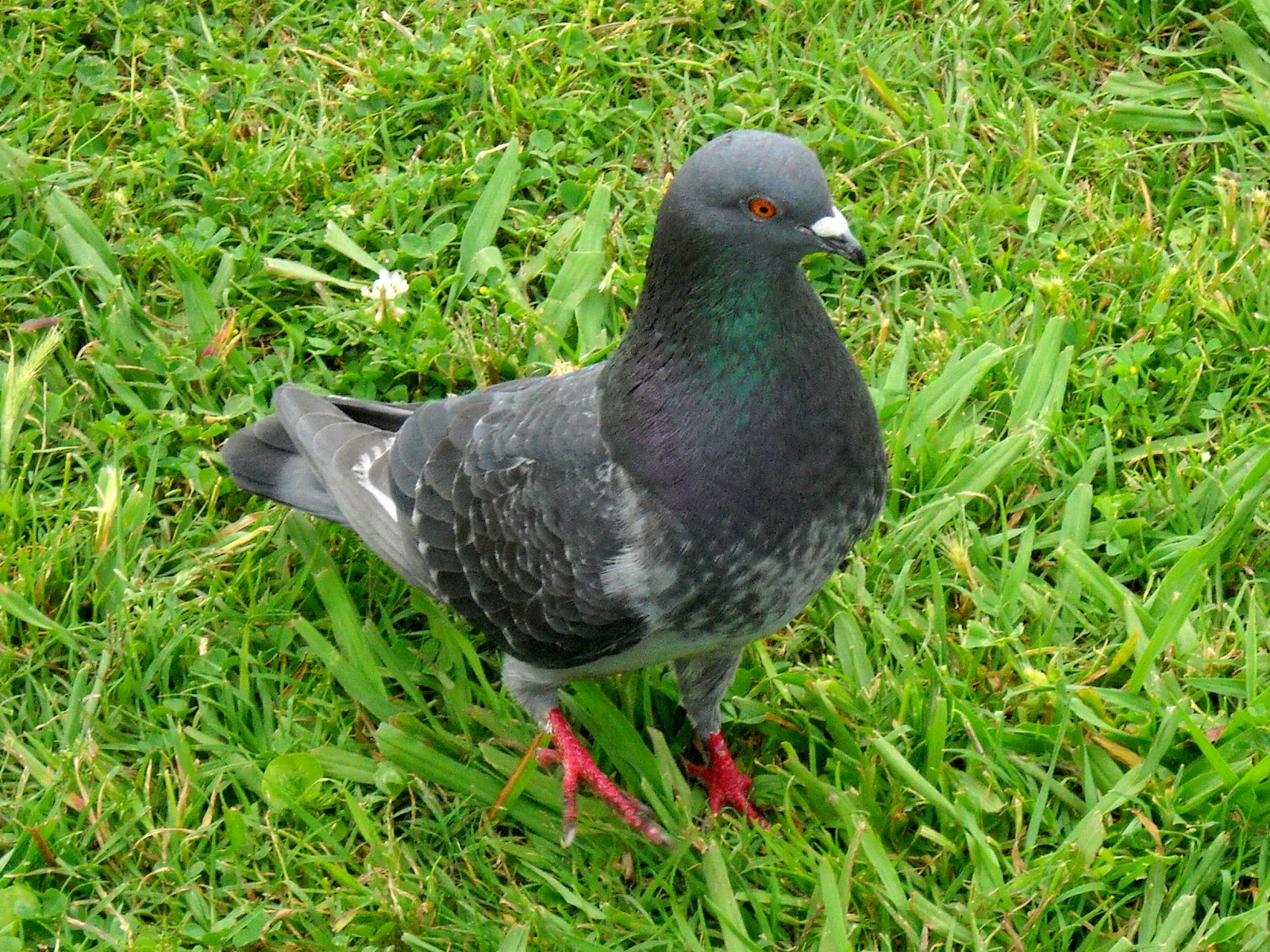 White Rock Lake, Dallas, Texas: The Feral Pigeons of White Rock Lake ...