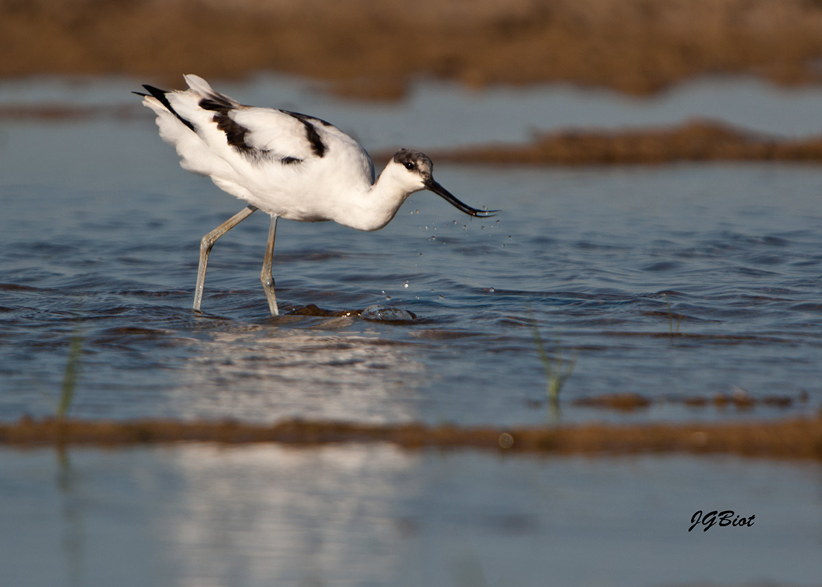 fotografias: avoceta común (Recurvirostra avosetta)