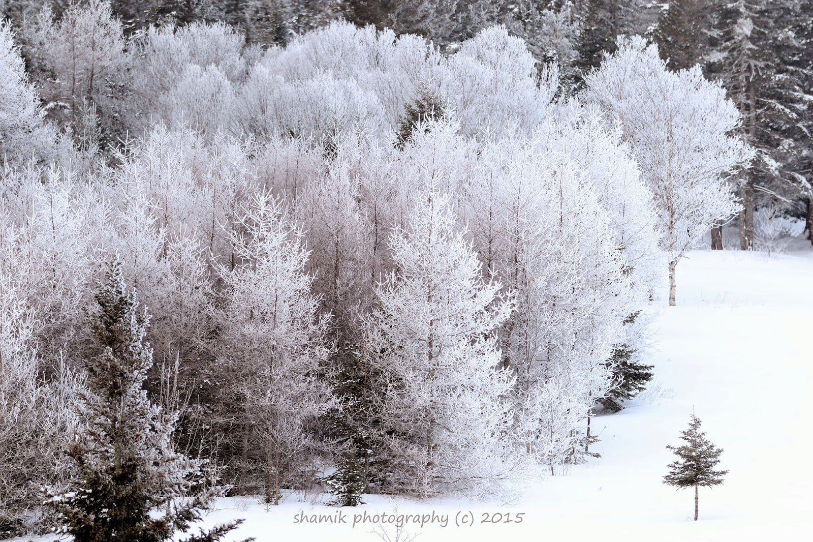 Shamik Photography ~ Devoted to the Natural Elements: Spring Frost