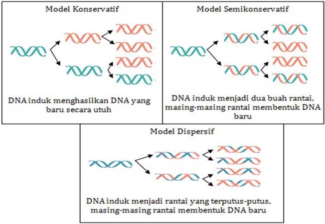 LEARN ABOUT SCIENCE ^_^: Sintesis Protein