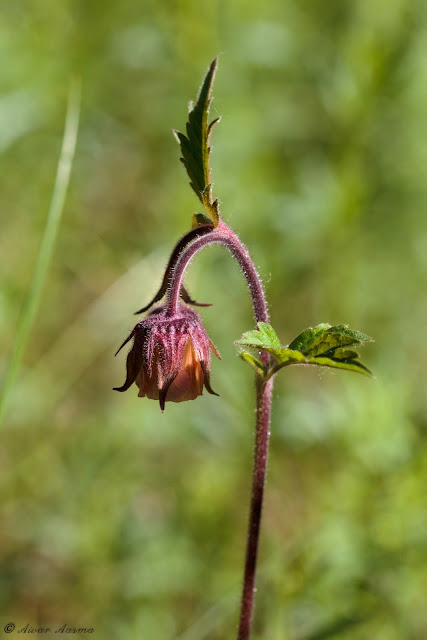 Fotoblogi: Meenutusi eelmise aasta kevadest