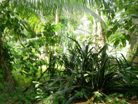 Awesome Bulusan!: Pandanus simplex is karagumoy
