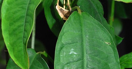 Chemistry and Chemical Science Journals: Phytochemical profile and ...