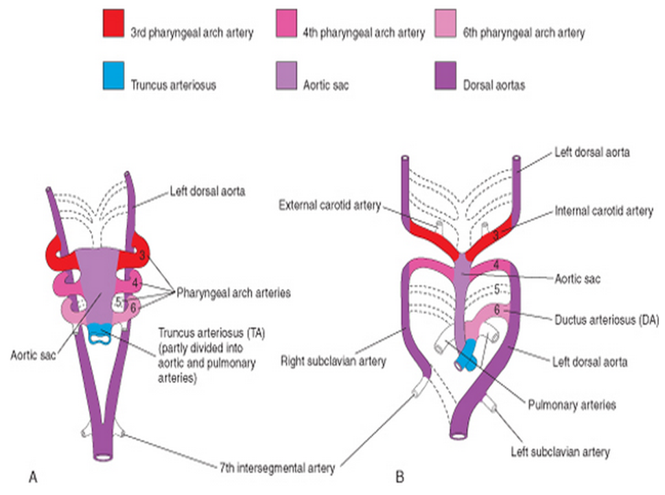 MBBS Medicine (Humanity First): Cardiovascular Embryology