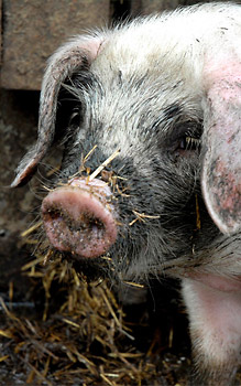 Faeries and all that stuff; an online magazine for faeries and folklore ...