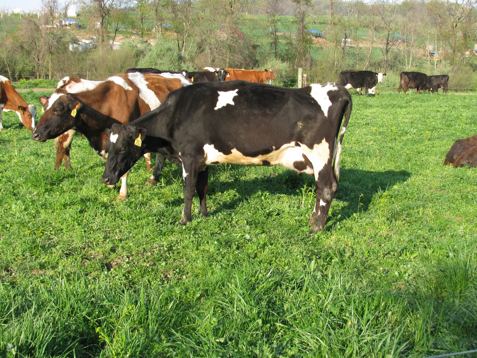 Amazing Grace Dairy: 160 Cows on One Acre...for 12 Hours!
