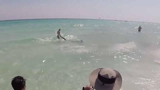 Ejemplar: Dos hermanos héroes salvan a un tiburón martillo herido ...