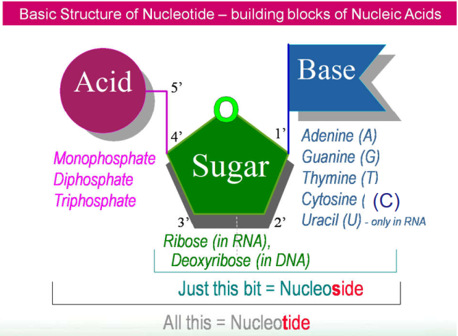 học Y: 04 nucleotide và acid nucleic