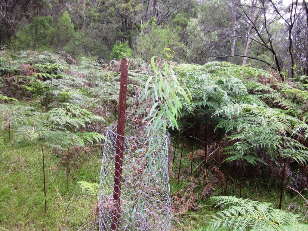"The Drip" Mudgee: Trees for Mudgee Honey