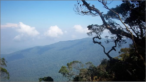 Gunung Benum,Krau Wildlife Reserve, Pahang ~ Travel Hikers