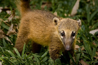 EDP-IV: Conhecendo o Quati