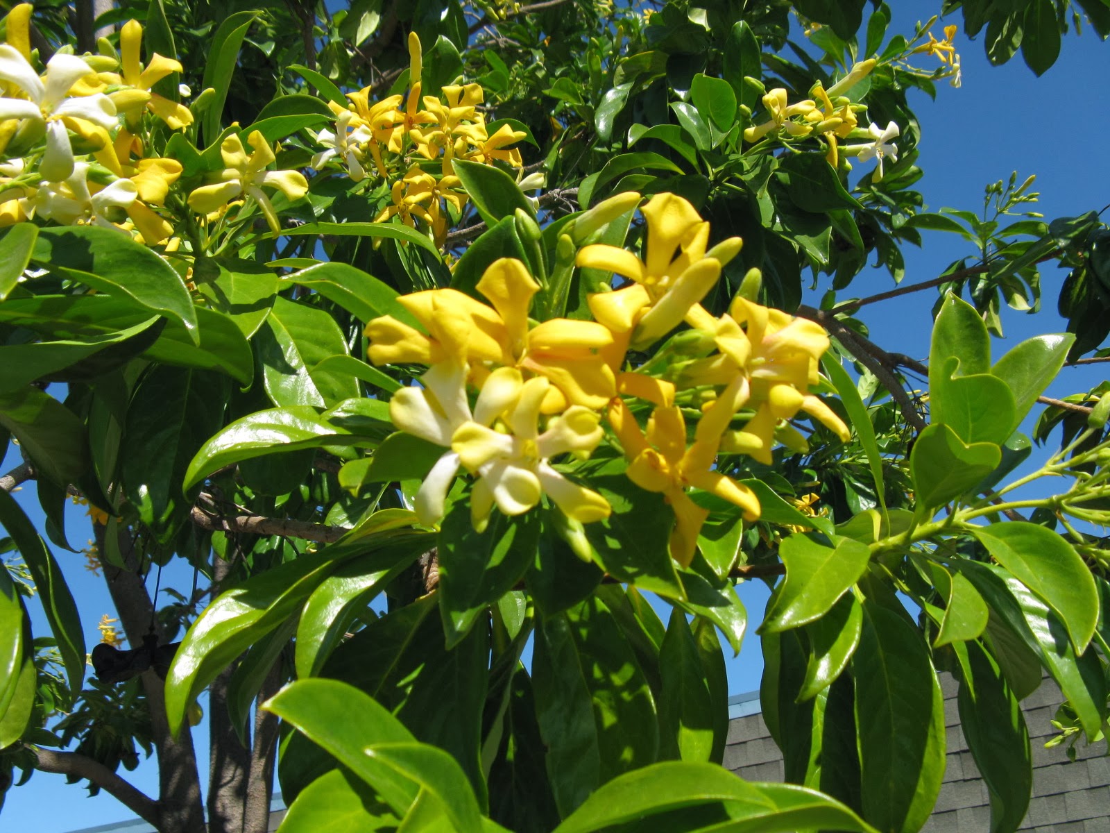 Trees of Santa Cruz County: Hymenopsorum flavum - Sweetshade