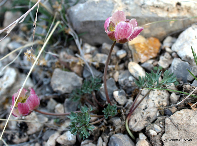 A Plant a Day: Anderson's Buttercup - Ranunculus andersonii