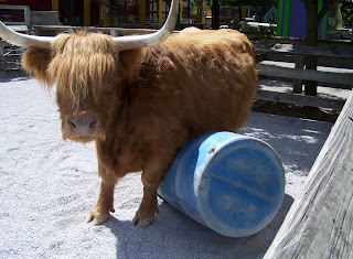 Zoo Animal Enrichment: Domestic Hoofstock Enrichment