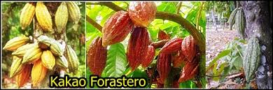 Syaiful Hidayat: JENIS-JENIS TANAMAN KAKAO DAN TANAMAN KELAPA SAWIT