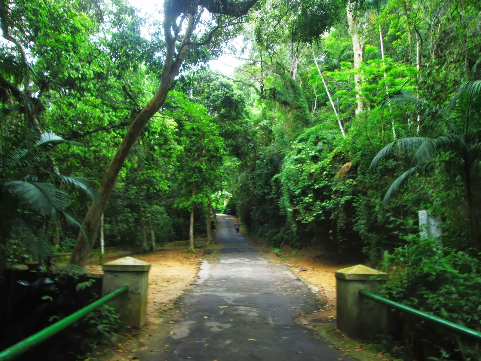 Meu Rio de Janeiro !!!: Passeio na Floresta da Tijuca ...