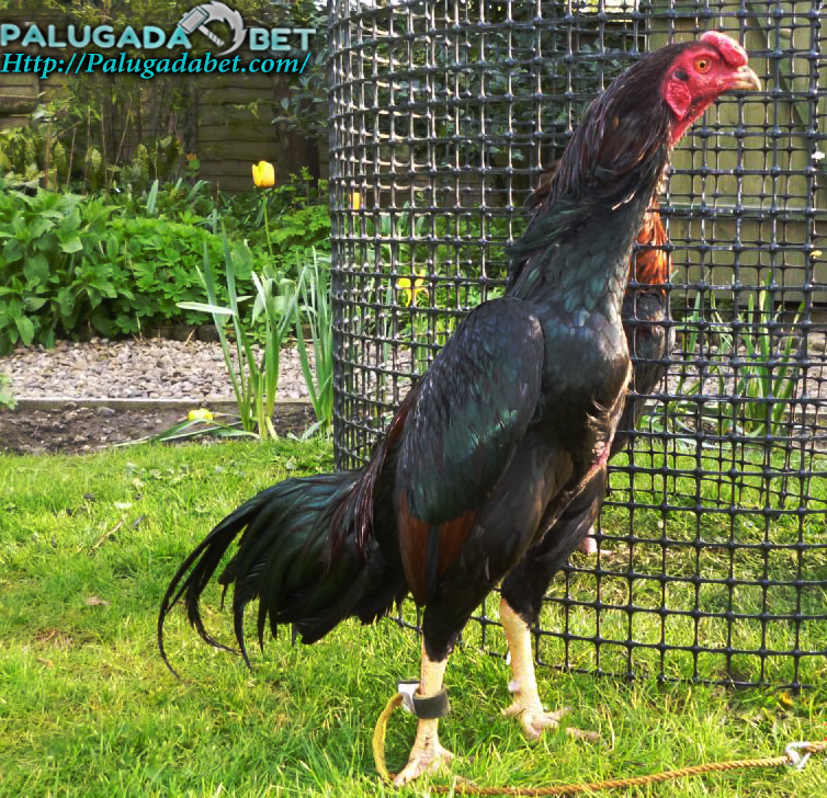 Info Seputar Sabung Ayam: O-SHAMO Ayam Petarung Dari Jepang