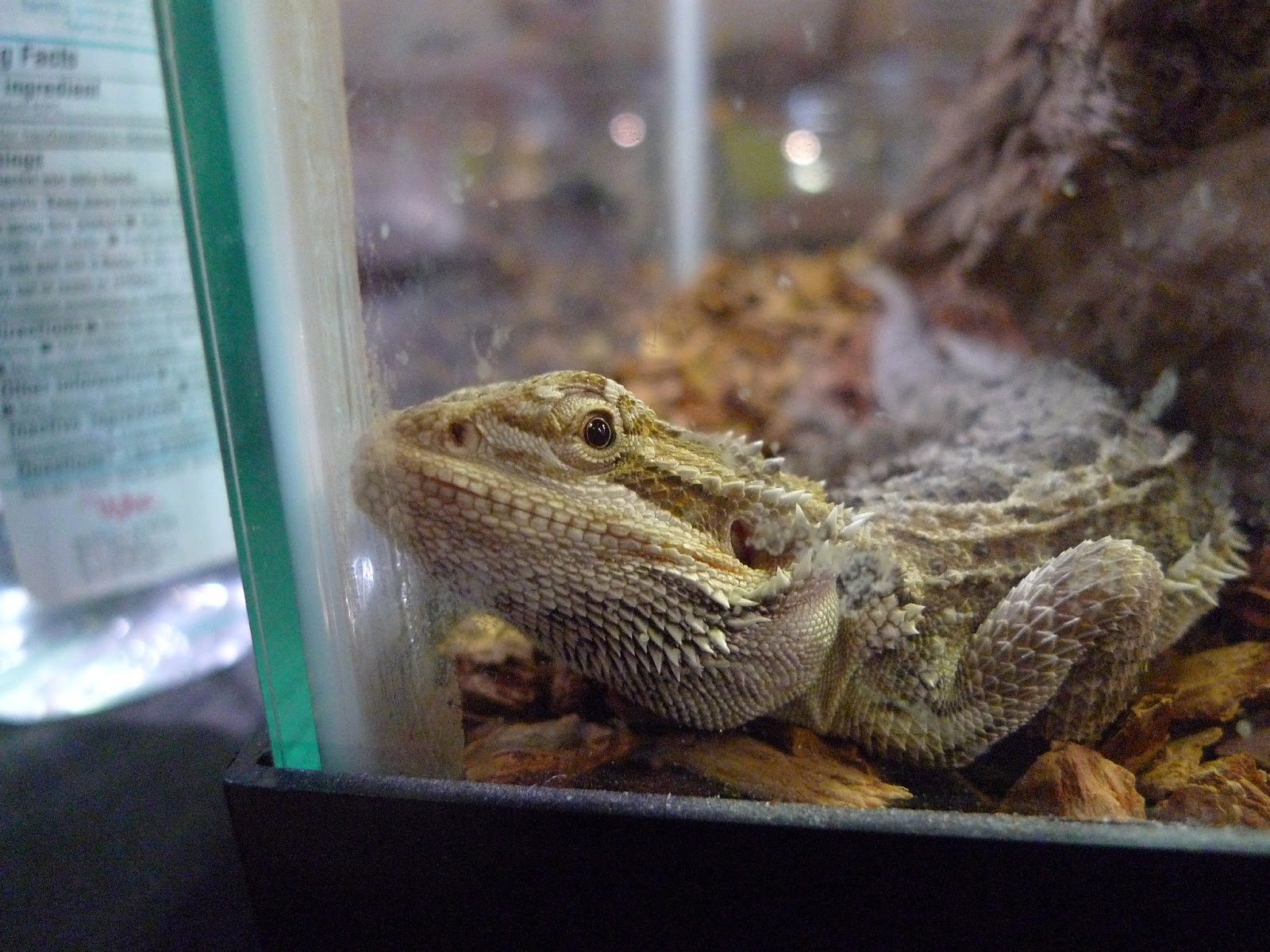 Paraherpetology: Repticon Dallas, Part 7: The Texas Reptile Exchange