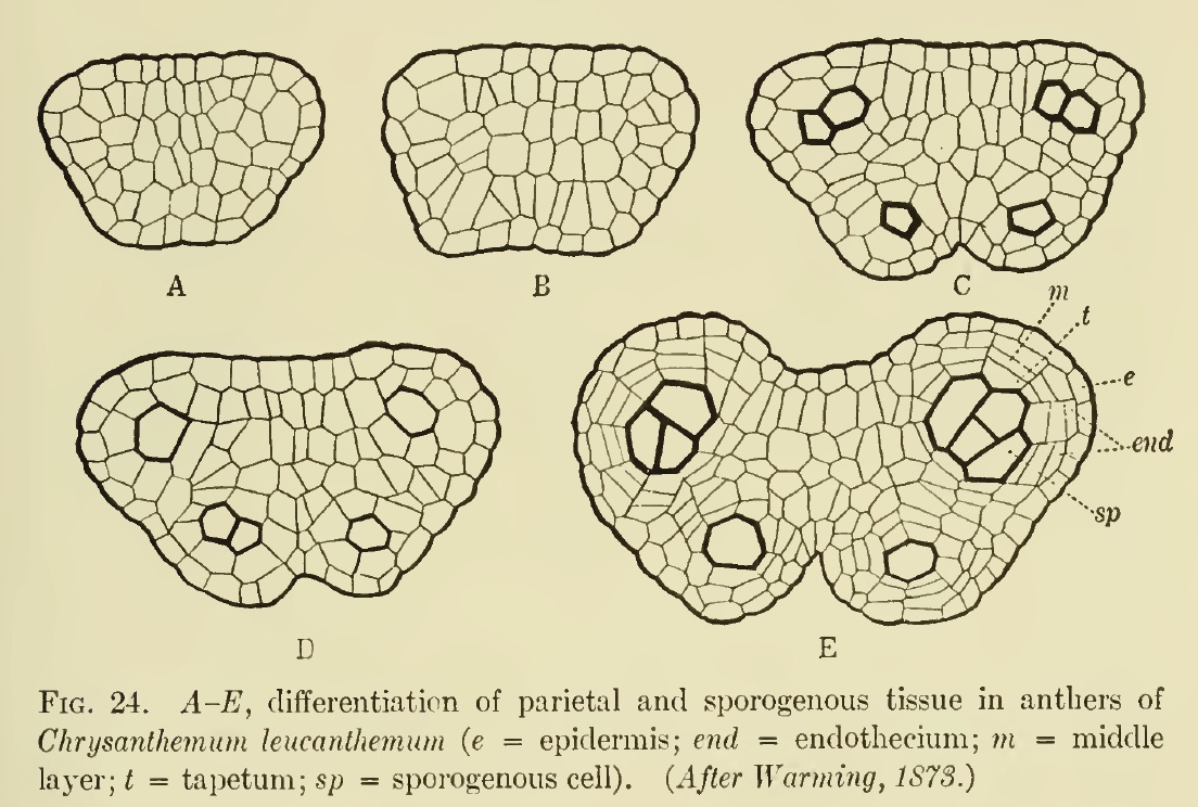 BIOLOGY WRITE-UP - BIOLOGY ARTICLES: MICROSPORANGIUM: Meaning ...