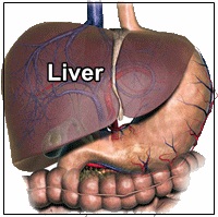 Fungsi Organ Tubuh Liver Pada Manusia | Obat Herbal Penyakit Liver ...