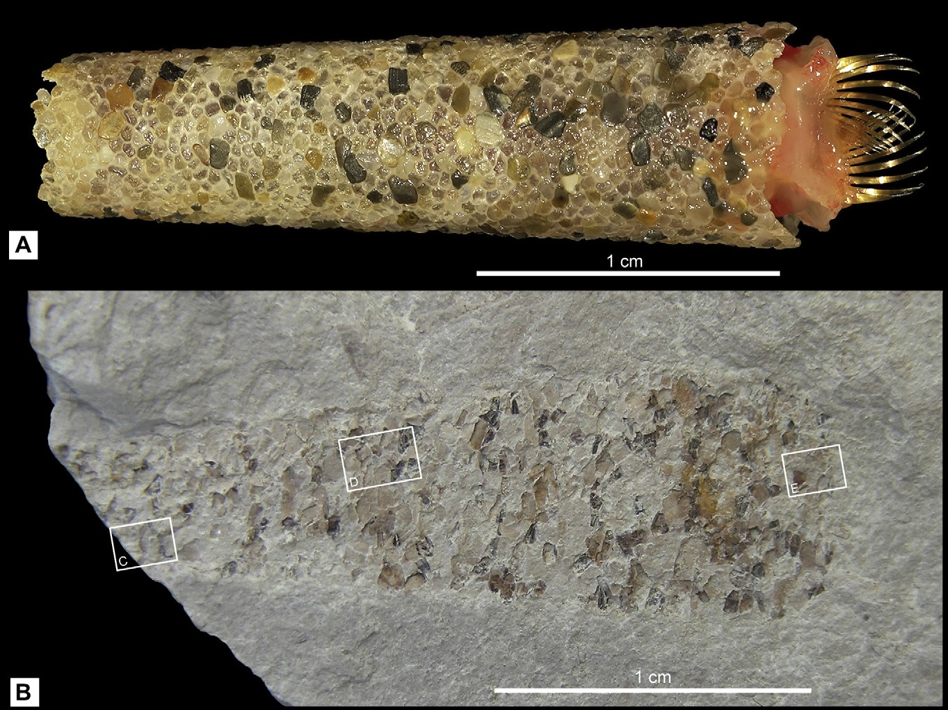 Paleontología en Colombia: Poliquetos, “gusanos marinos” del Cretácico ...