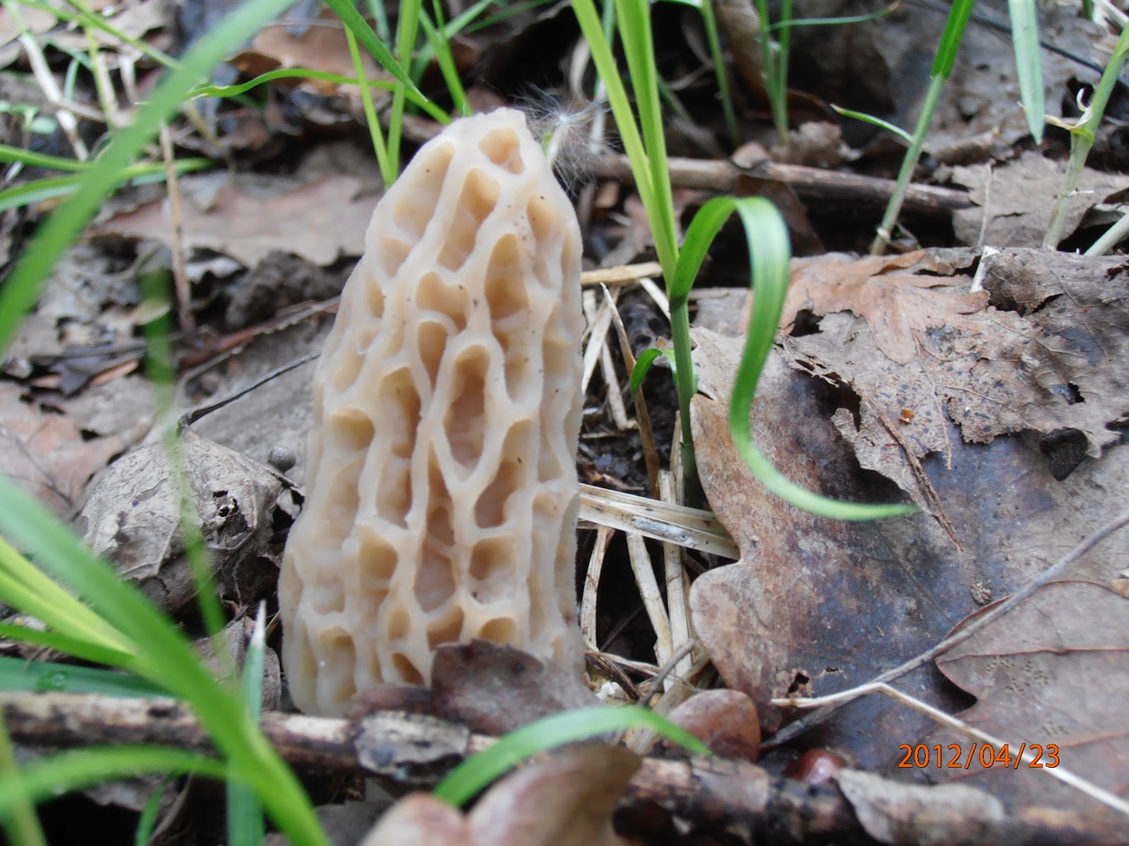 La morille conique, ça se mérite ! - Terra Morchellarum