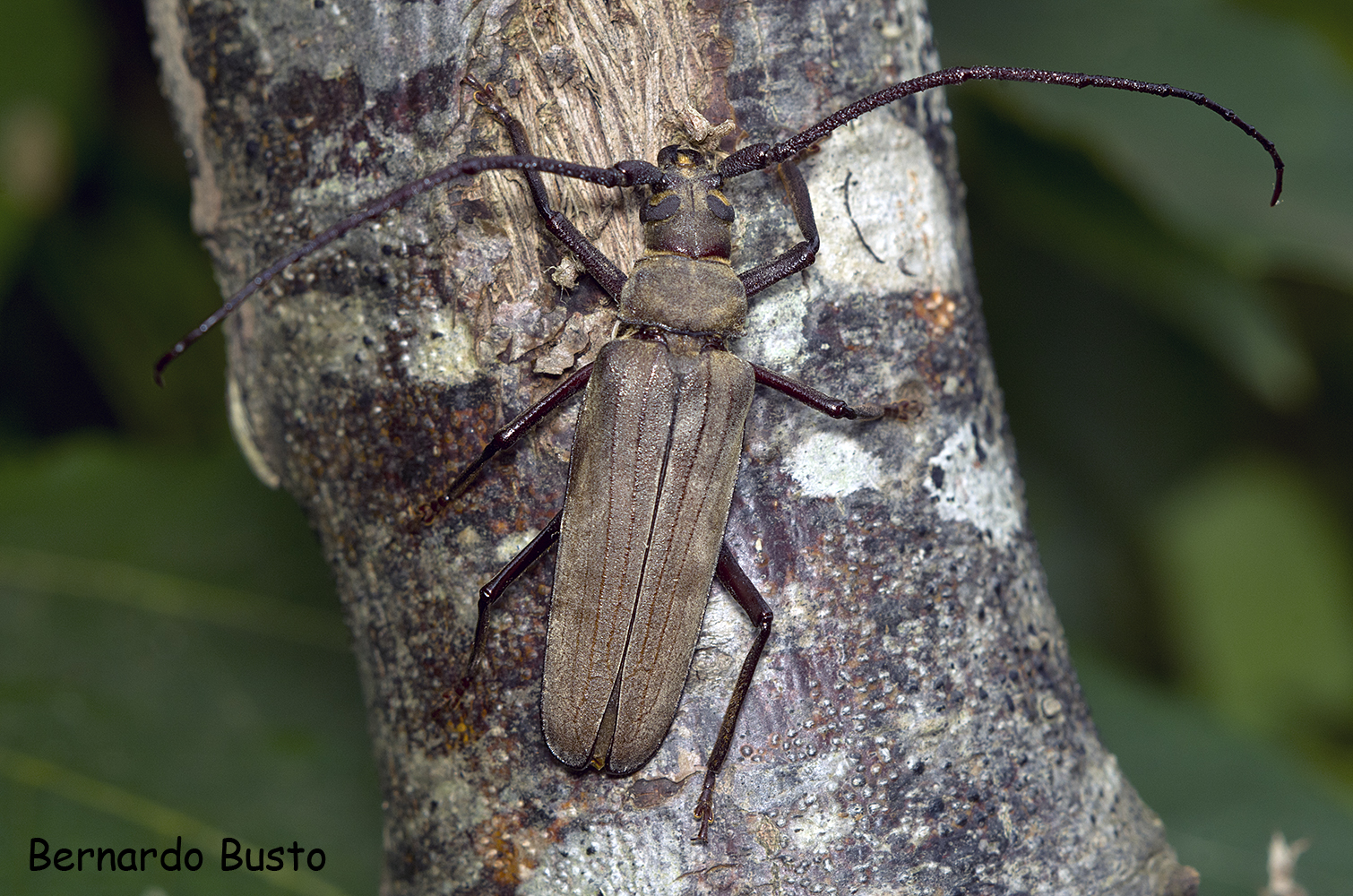 RÍA DE LA VILLA: Un gran Cerambícido
