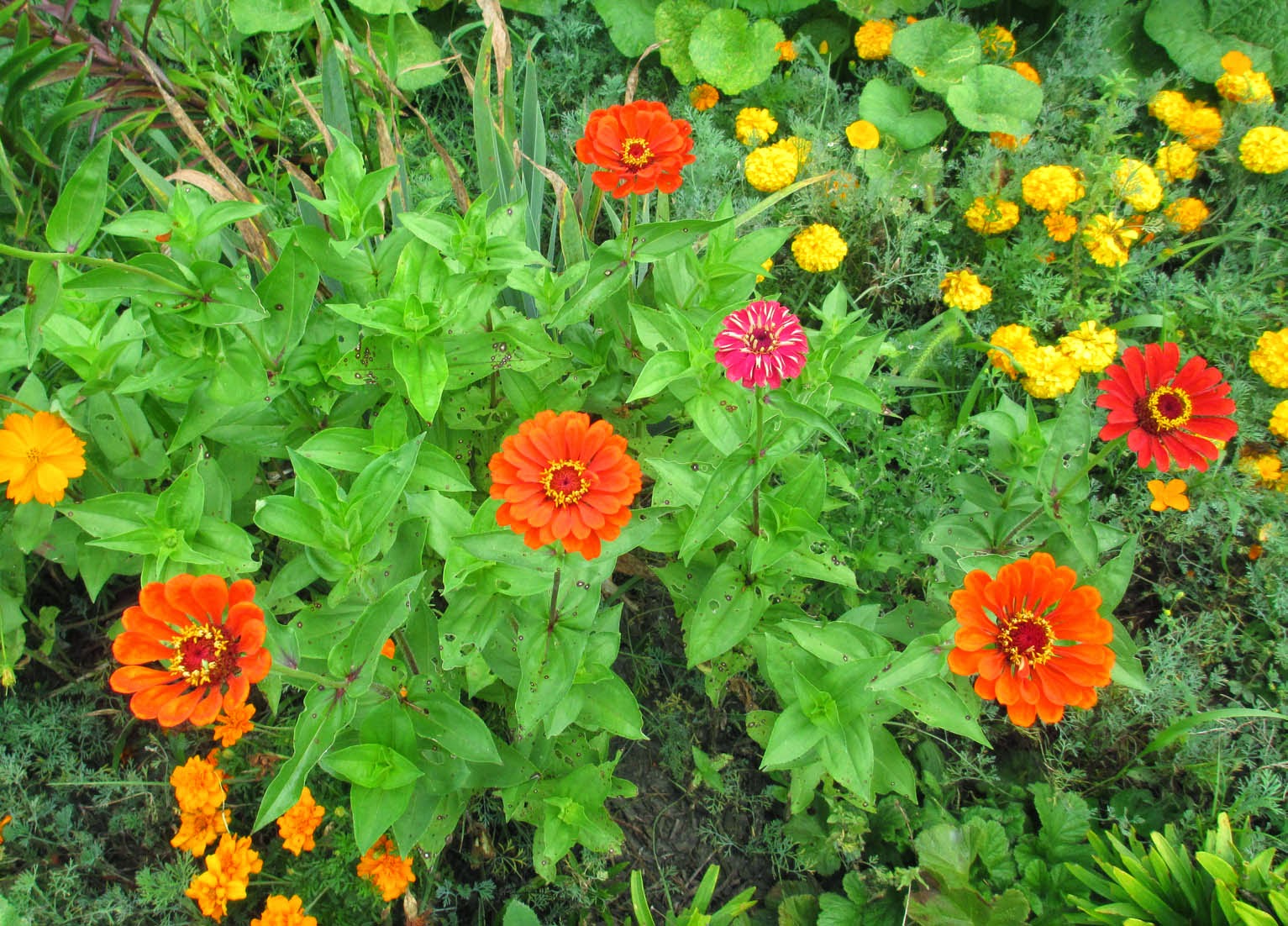Garden Fancy: Zinnia Time!