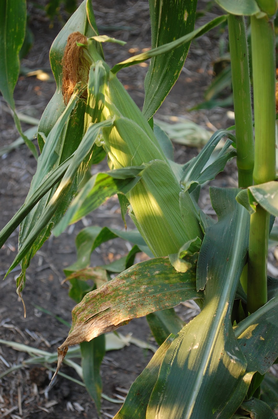 Weckerly Farms: Sweet Corn Crop - 2012