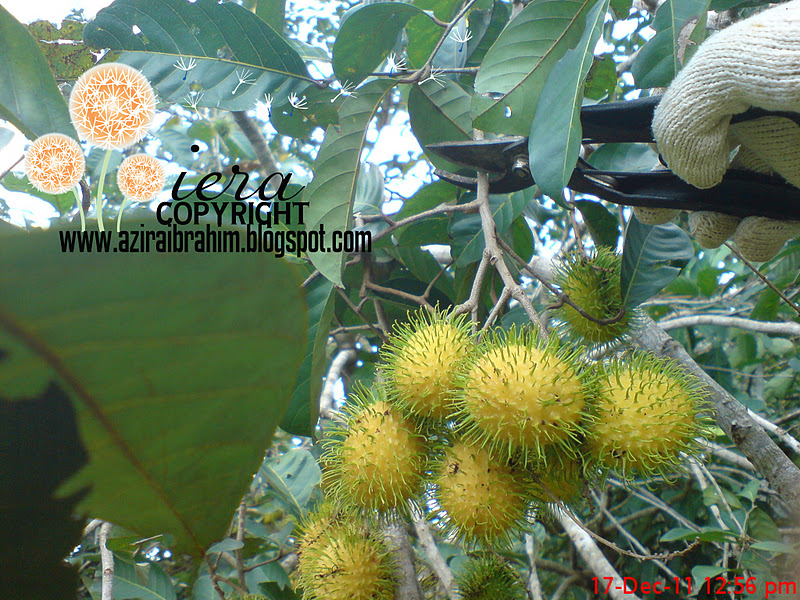 :: BiNgKiSaN KeHiDuPaNKU ::: Pasar Tani Rembau dan Mengait Rambutan