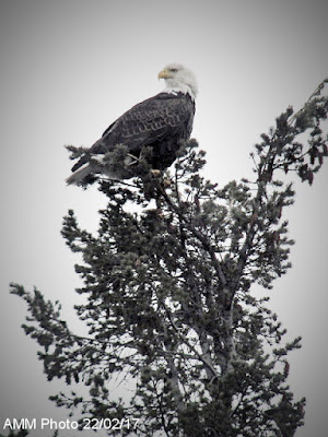 the best of Nature At My Doorstep: Aspen Poplar