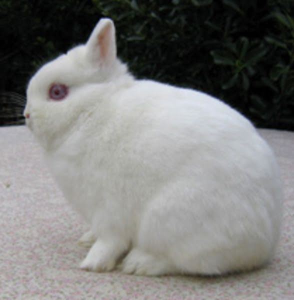 Polish Rabbit: Characteristics, Origin, Uses & Full Breed Information