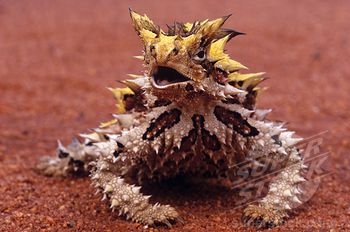 Moloch Horridus Lizard ~ Animals Images