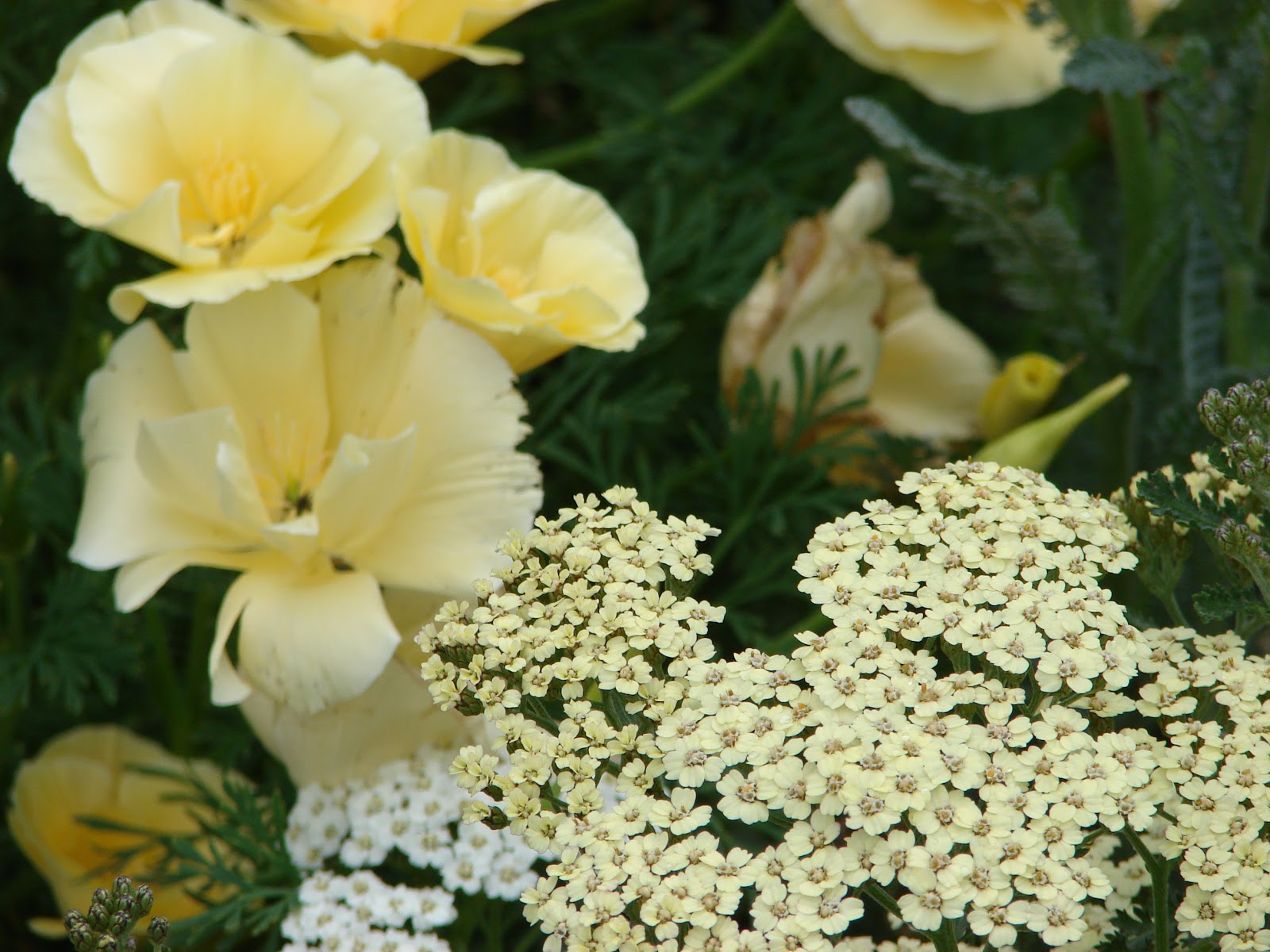 CO-Horts: Adding Pizazz to the Landscape