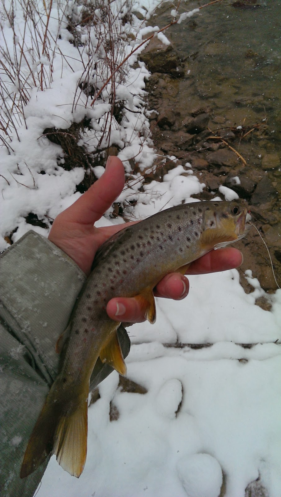 Fish On The Brain: Snow, A Brown Trout, And A Cutthroat
